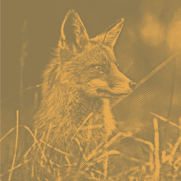 Coffee Archives - Fox Holler